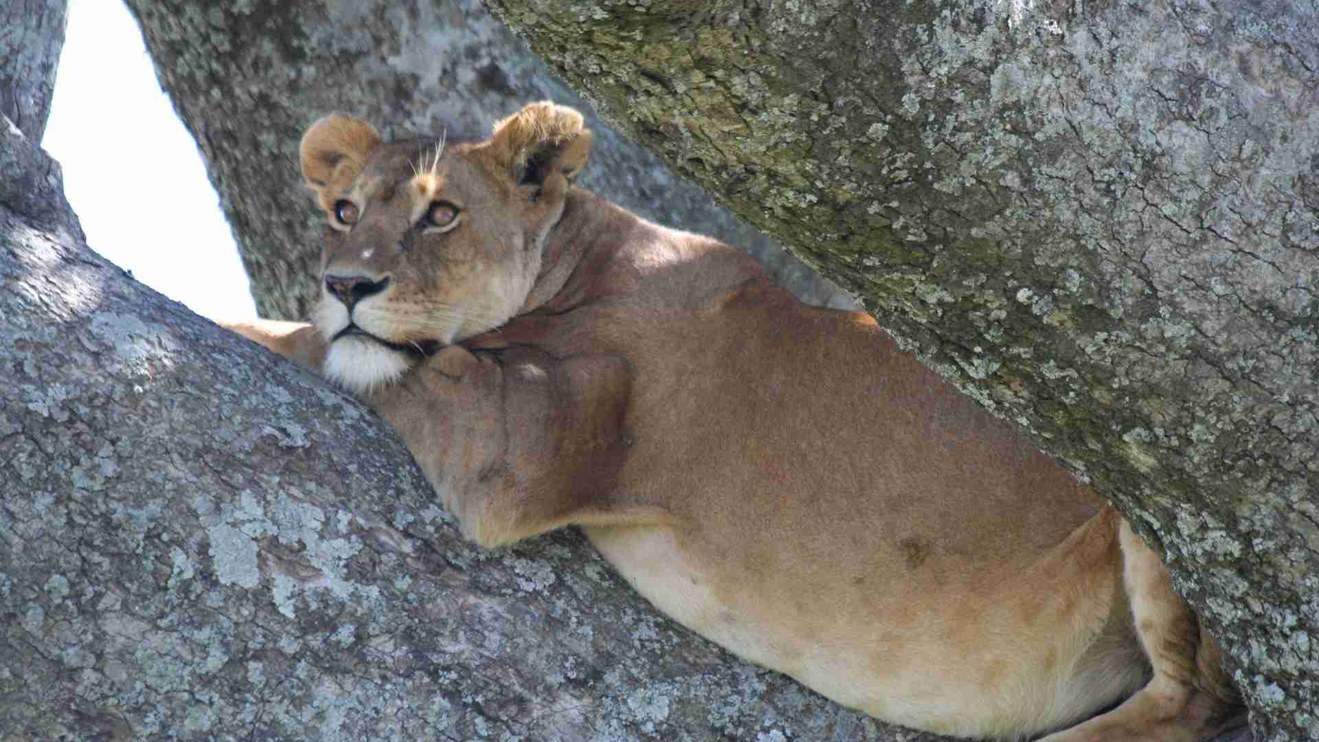 5 Days Tanzania Luxury Safari – Kilimanjaro Fair Deal